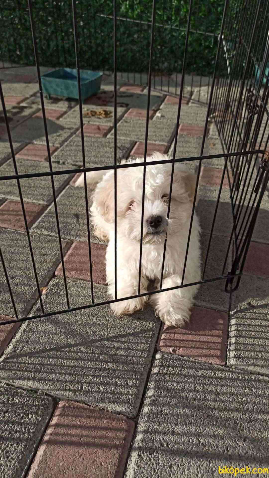 En Uygun 3 Aylık Çok Tatlı Maltipoo Köpeğimiz - 274478 - Biköpek
