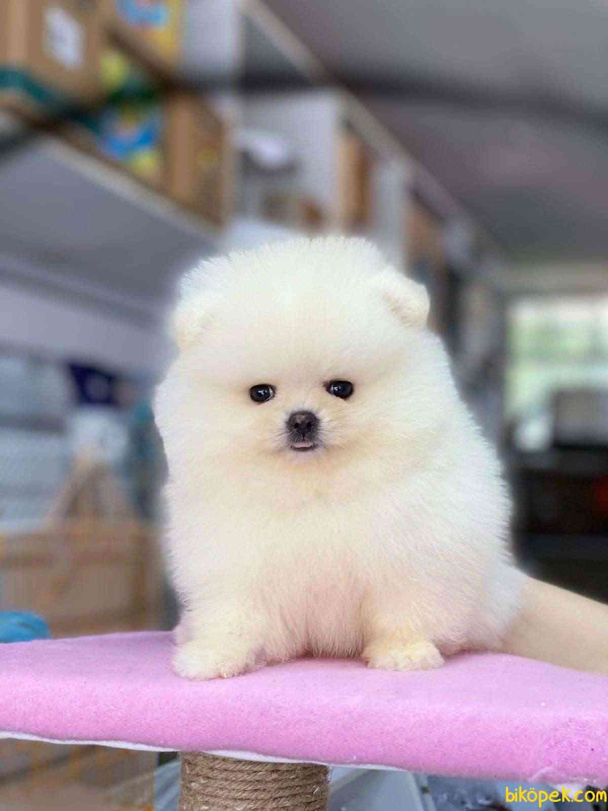 En Uygun Pomeranian Boo Teddy Face Erkek Yavrumuz - 275222 - Biköpek