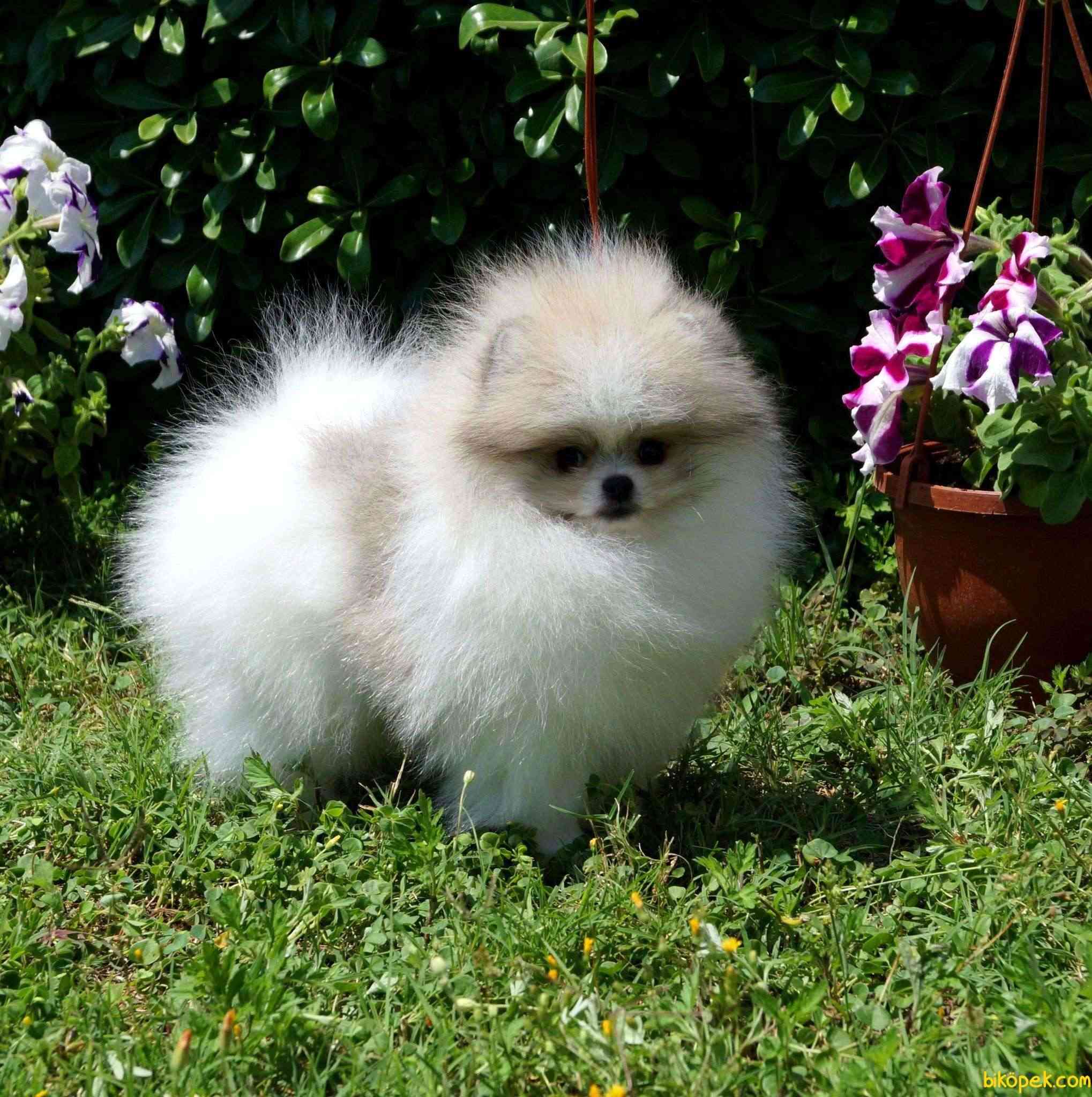 En Uygun SIFIR BURUN PARTY COLOUR - 258624 - Biköpek