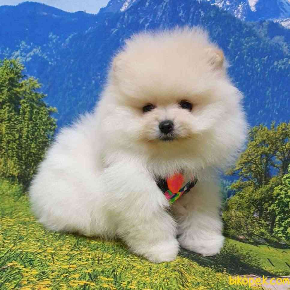 En Uygun Teddy Face Pomeranian Boo Yavrularımız - 266995 - Biköpek