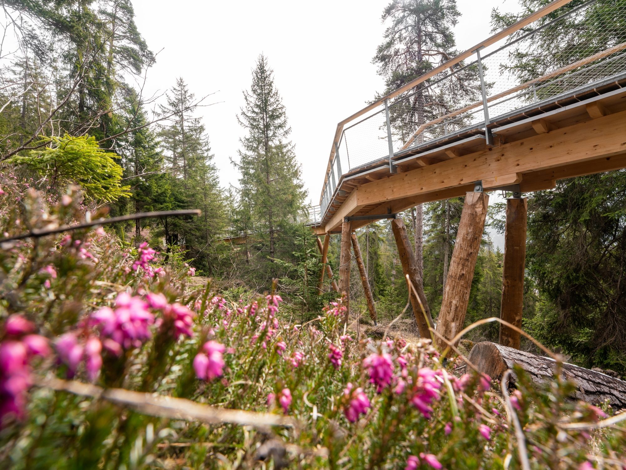 Tree-Top Path “Senda dil Dragun”