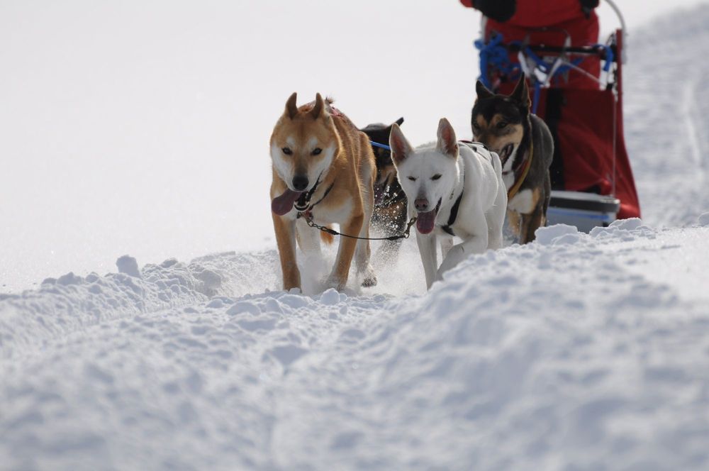 Husky Halbtagestour im Winter | Swiss Activities