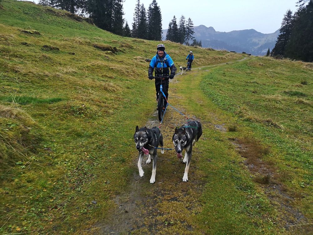 3 Stunden Scooter-Spass mit Husky Workshop | Swiss Activities