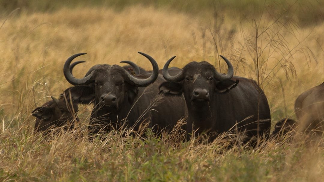 Gorongosa National Park — Smart Forests Atlas