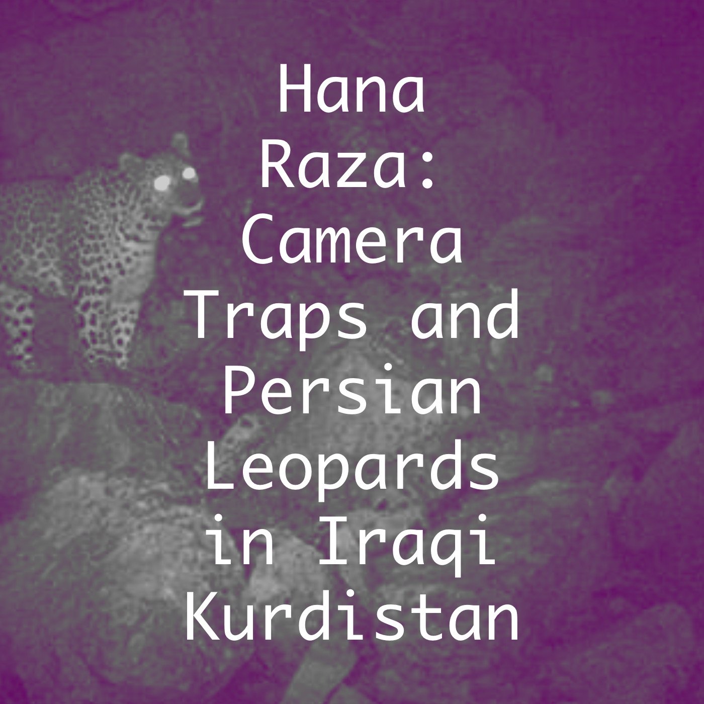 Hana Raza: Camera Traps and Persian Leopards in Iraqi Kurdistan — Smart ...
