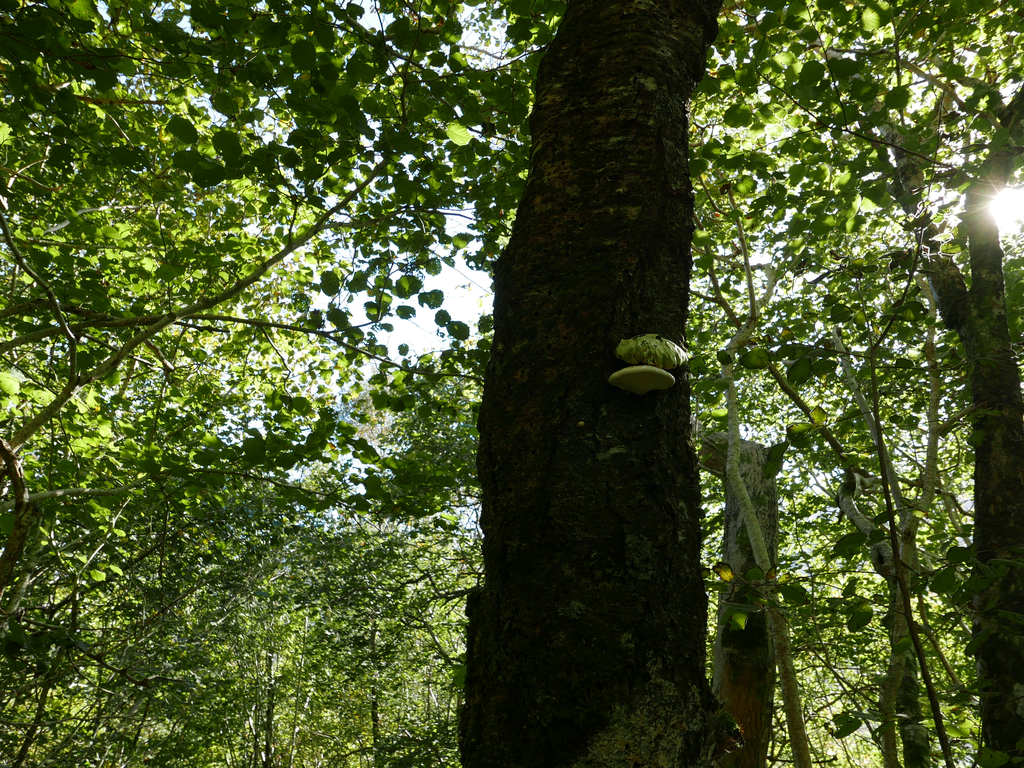 Restoring Scotland’s Temperate Rainforests — Smart Forests Atlas