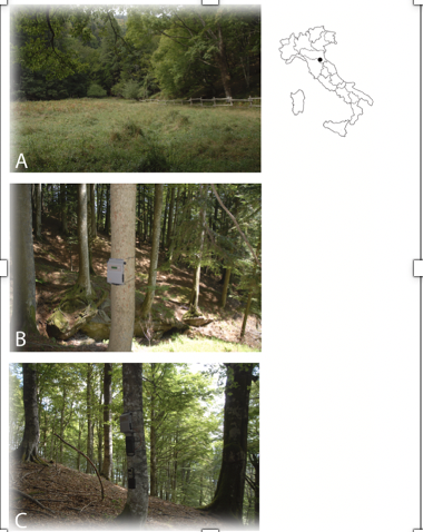 Sasso Fratino Integral Natural Reserve — Smart Forests Atlas